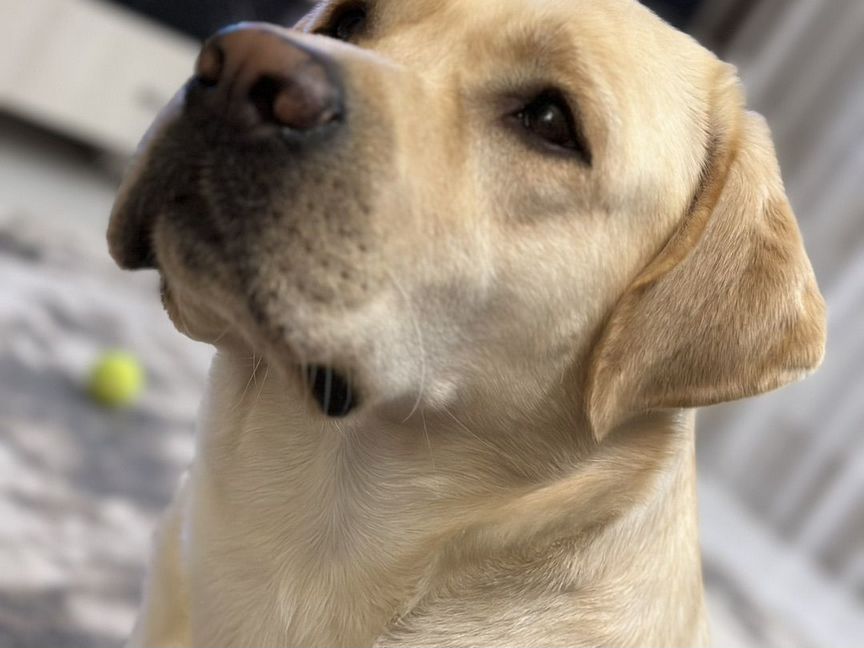 Лабрадор ретривер