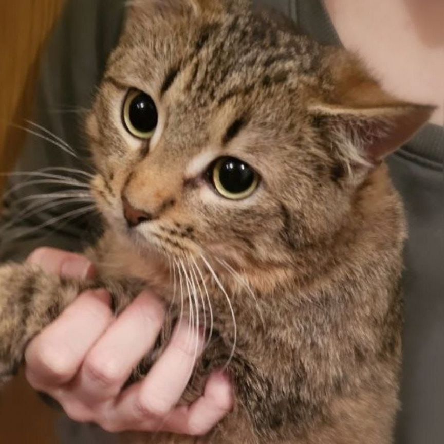 Котенок шпротик в добрые руки