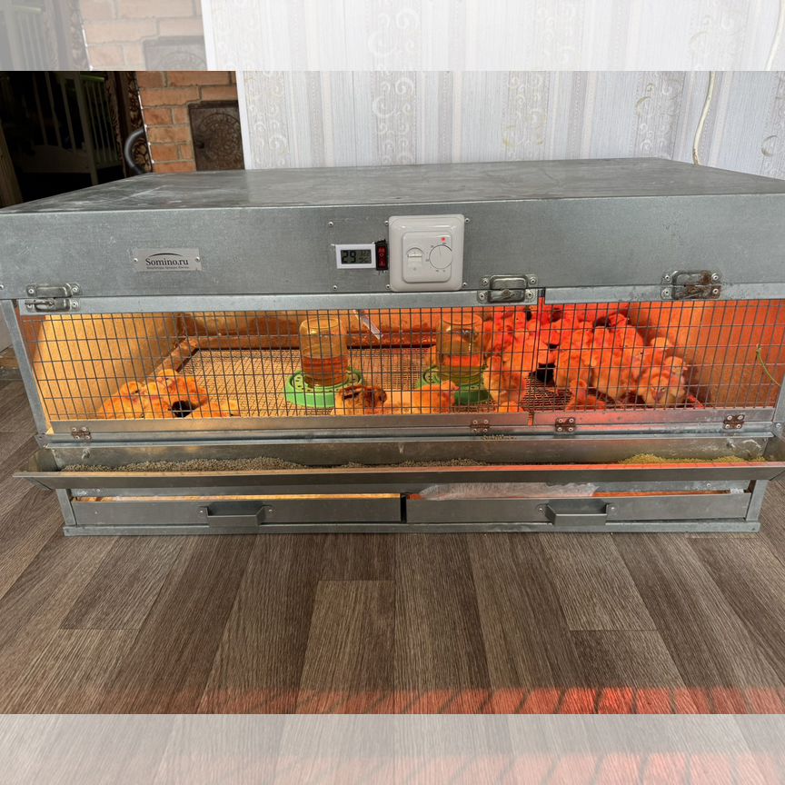 Инкубационное яйцо голошейки