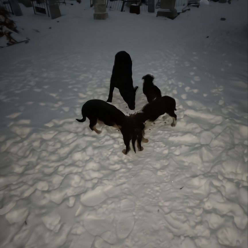 Щенок в добрые руки