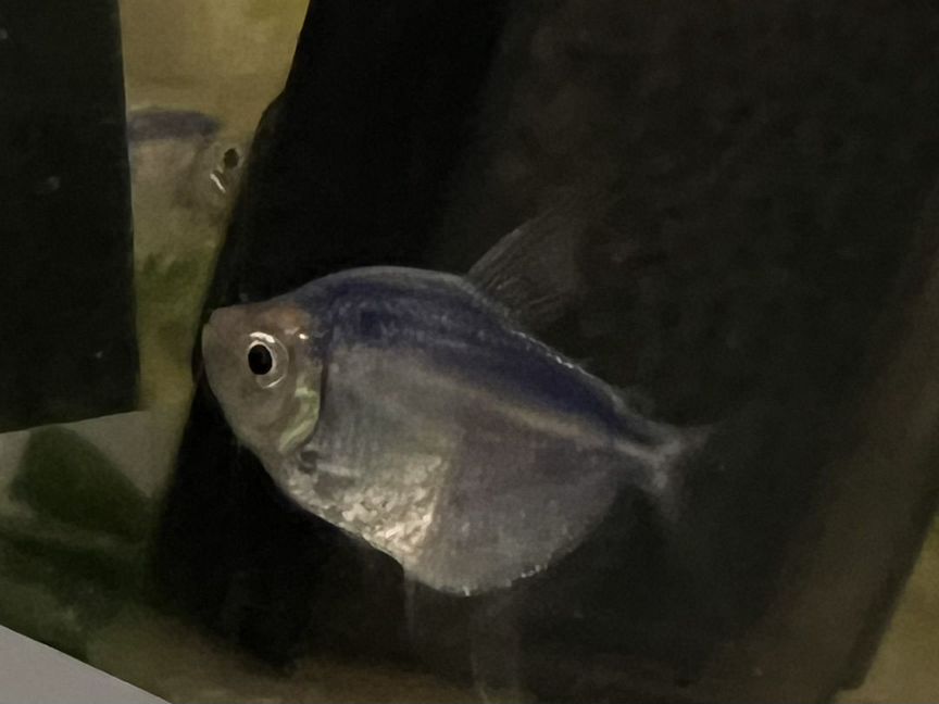 Тернеция. Отдам в добрые руки 2ух рыбок