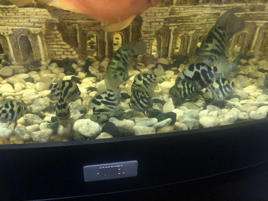 Рыбки тигровый синий попугай