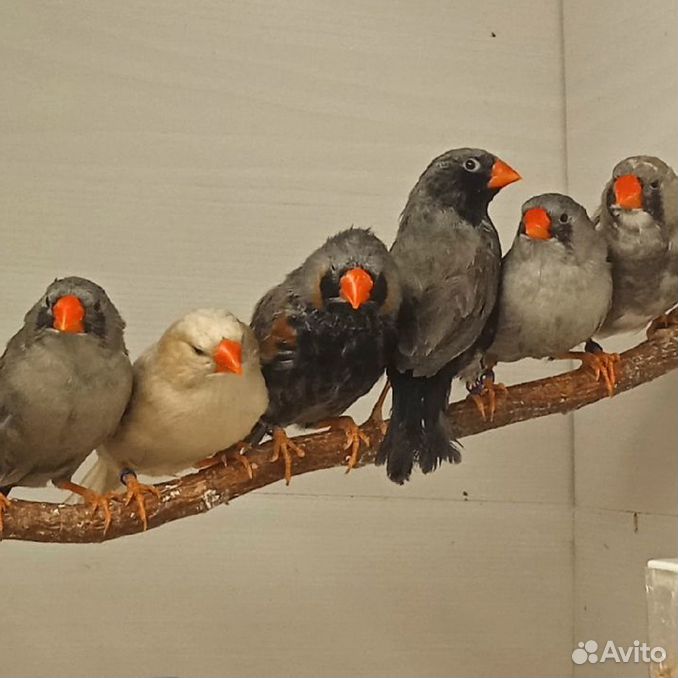Зебровые амадины Eumo gr