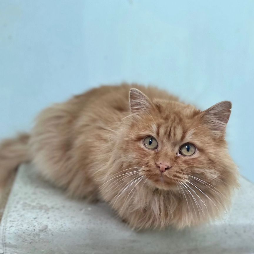 Кот в добрые руки