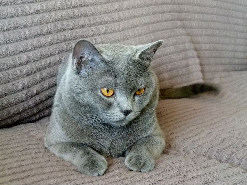 Кот 4 года британец