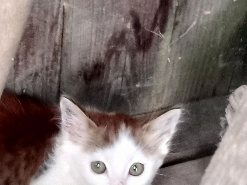 Котик. 1-1.5 мес