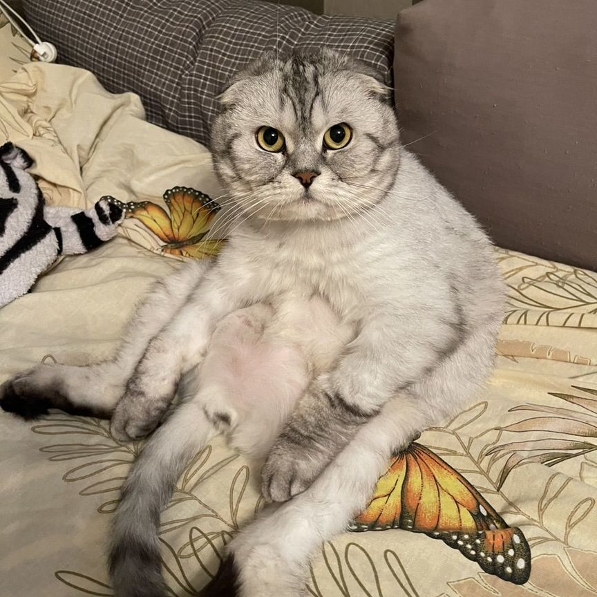Шотландский кот