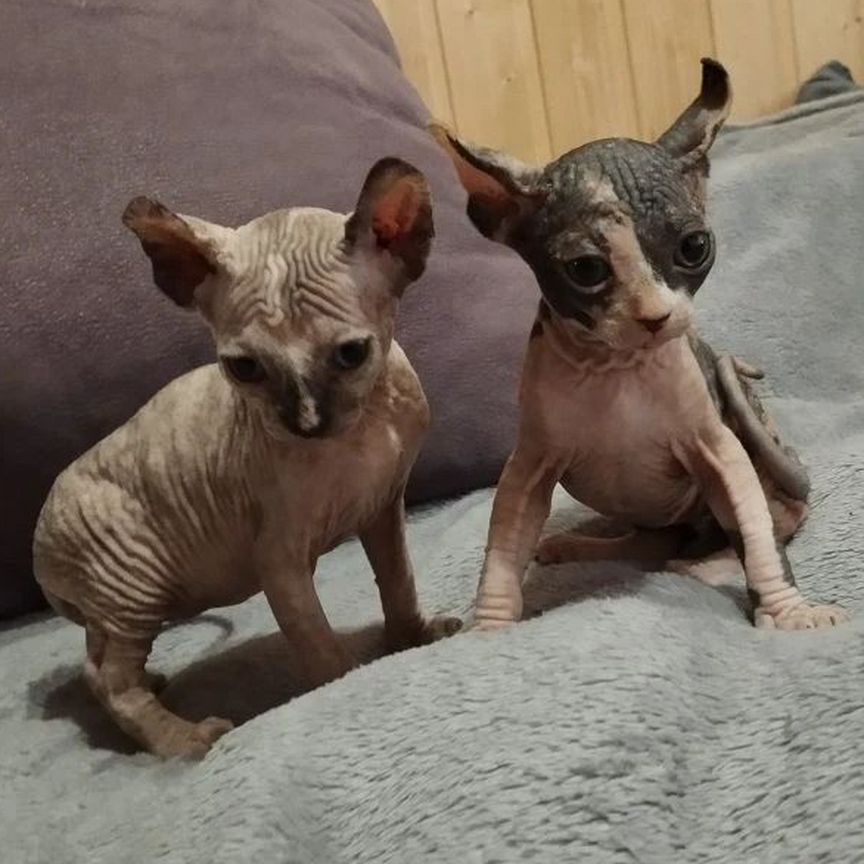 Канадский сфинкс котёнок
