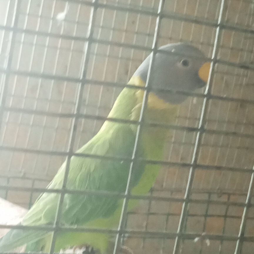 Попугай сливоголовый самка