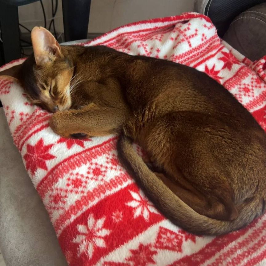 Абиссинская, взрослая кошка