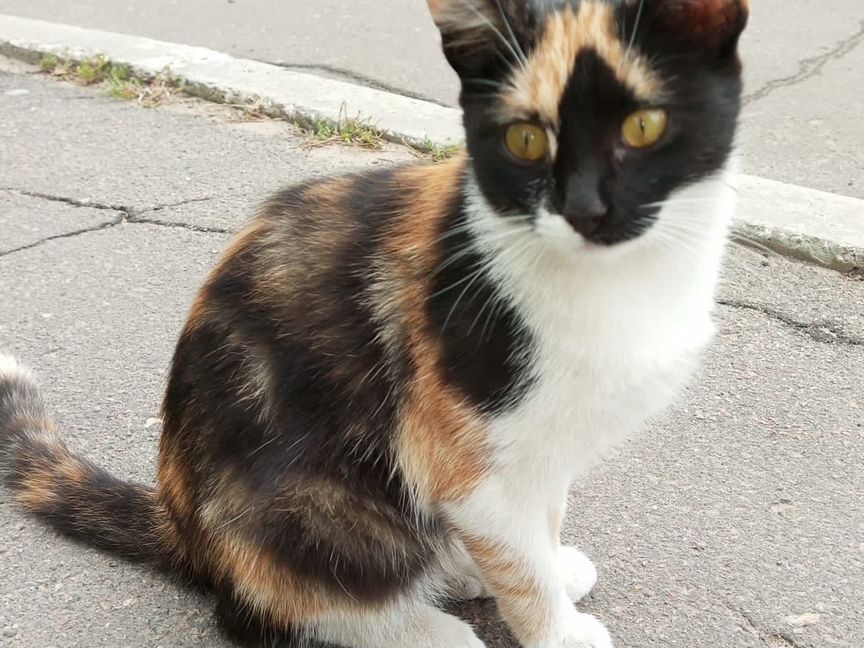 Кошка в дар