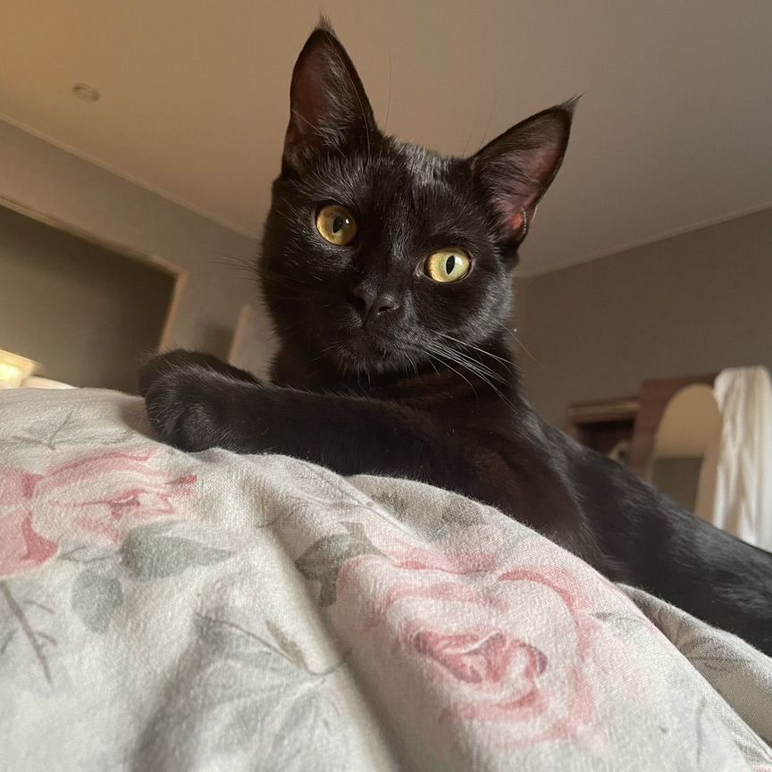 Котик бесплатно