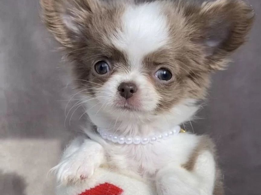 Настоящая чихуахуа