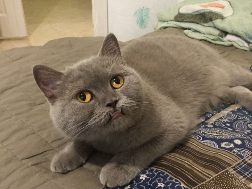Британская кошка вязка