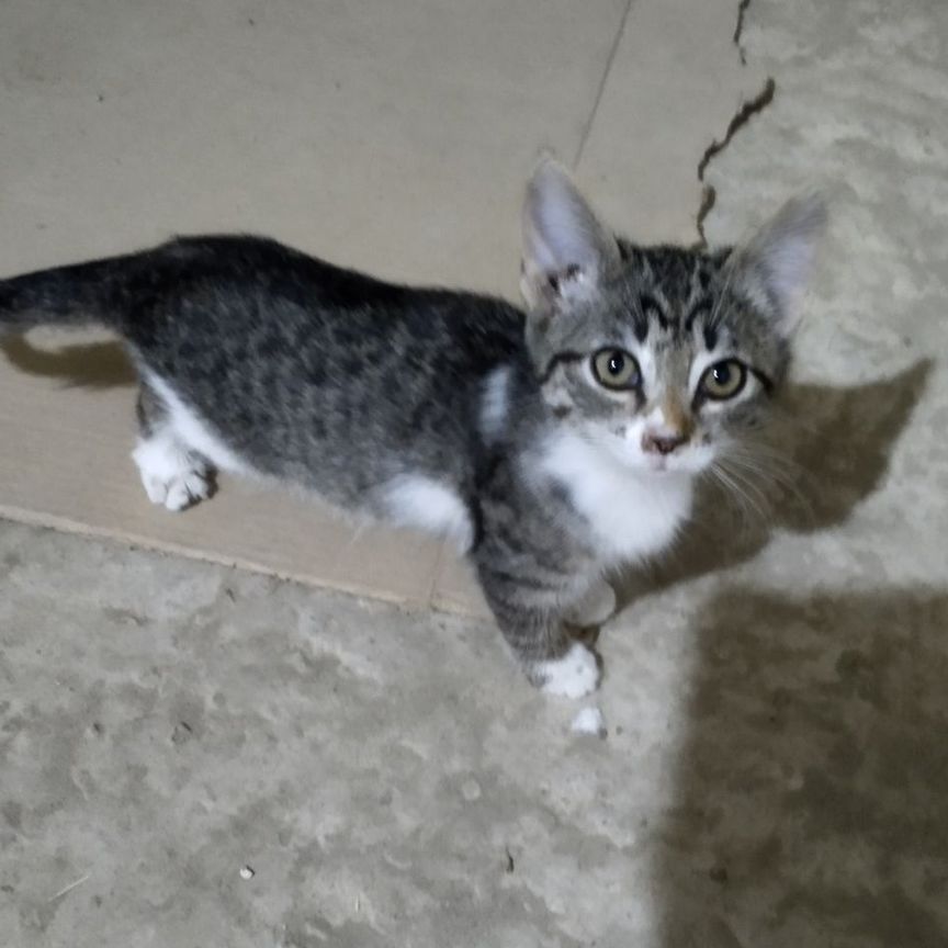 Котята в добрые руки бесплатно