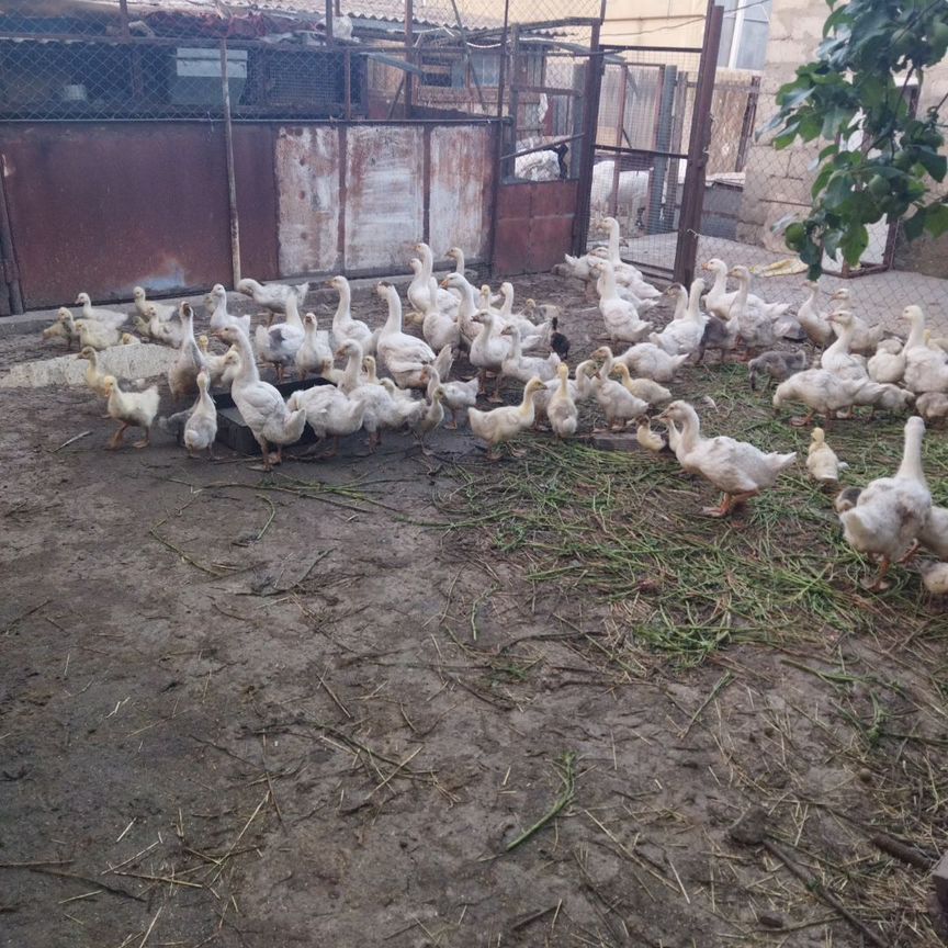 Гуси молодняк