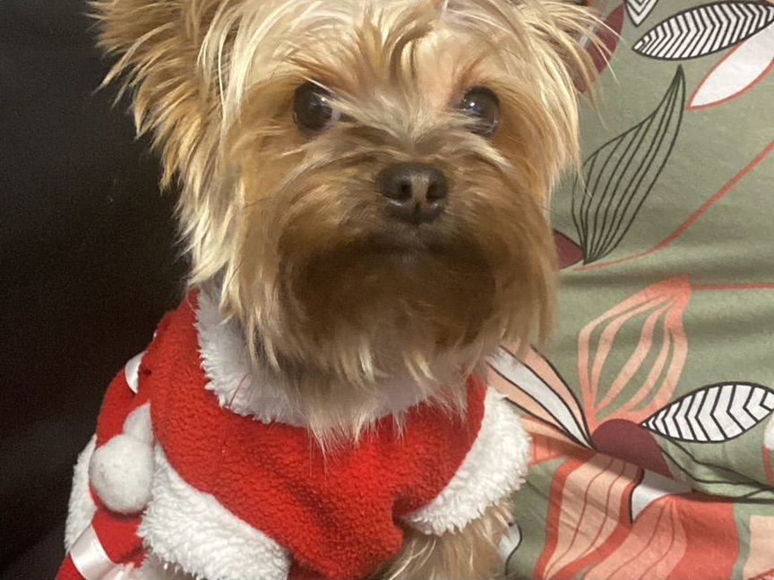 Йоркширский терьер потерялся