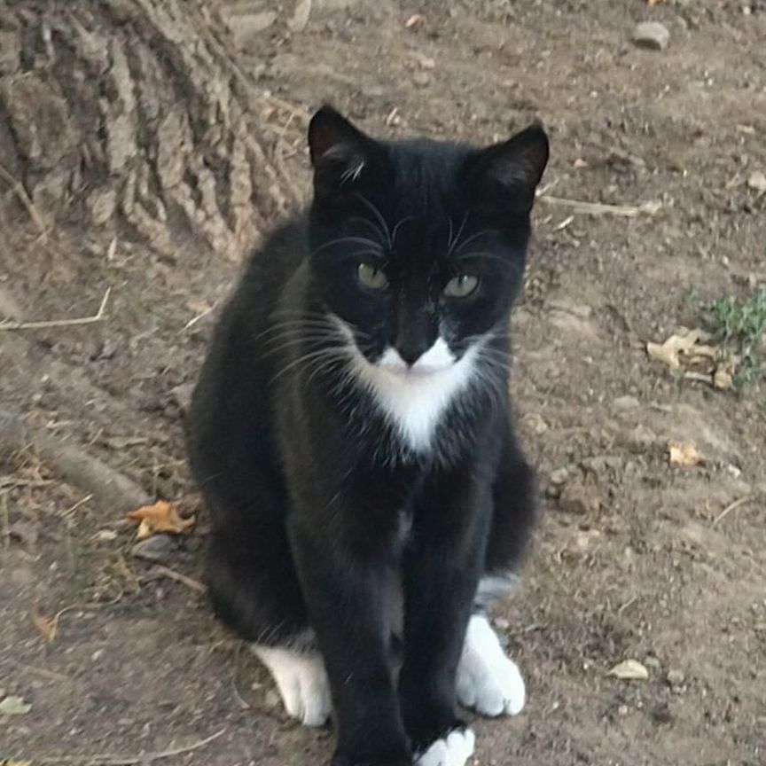 Котёнок Арсений сирота