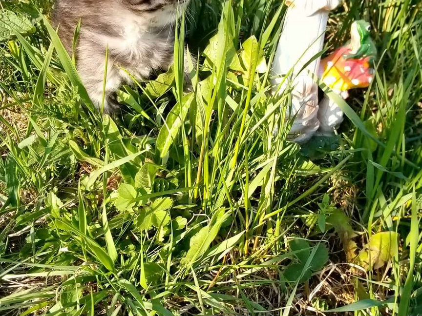 Удачныекотята в добрые руки