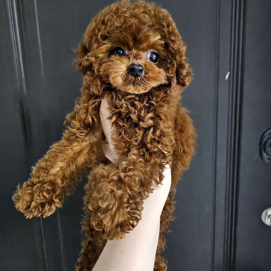 Тедди Пудель мальчик из Китая