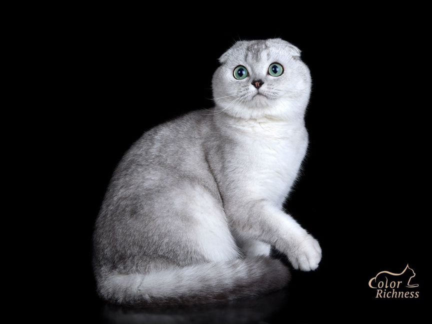 Шотландский племенной кот