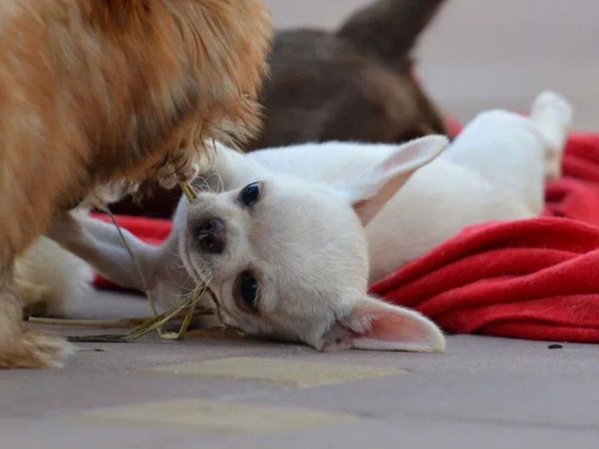Чихуахуа мальчик малыш гш