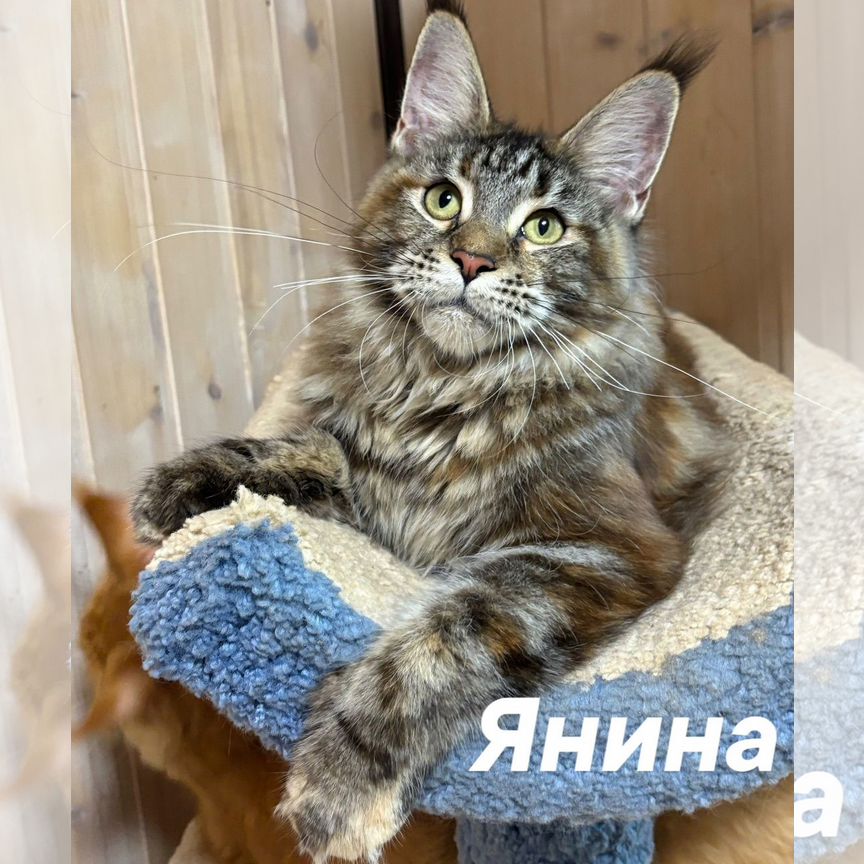 Продажа котят мейн кун