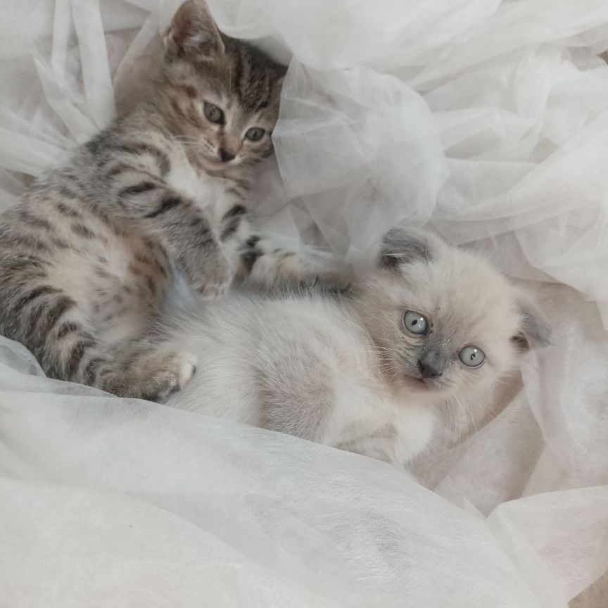 Отдам в добрые руки котят