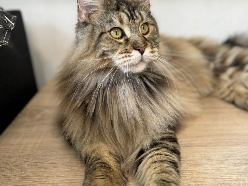 Мейн-кун кошечка