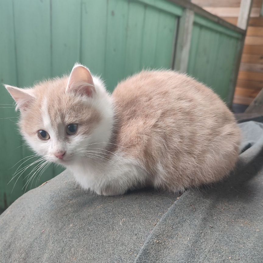 Котёнок в добрые руки