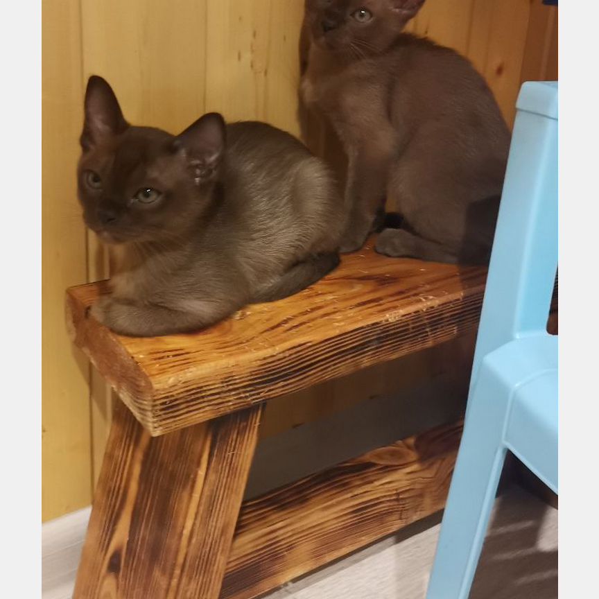 Бурманские котята