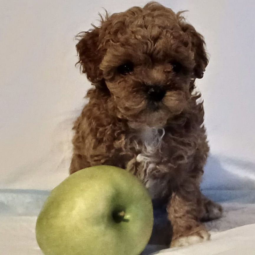 Красатушечки мальтипушечки