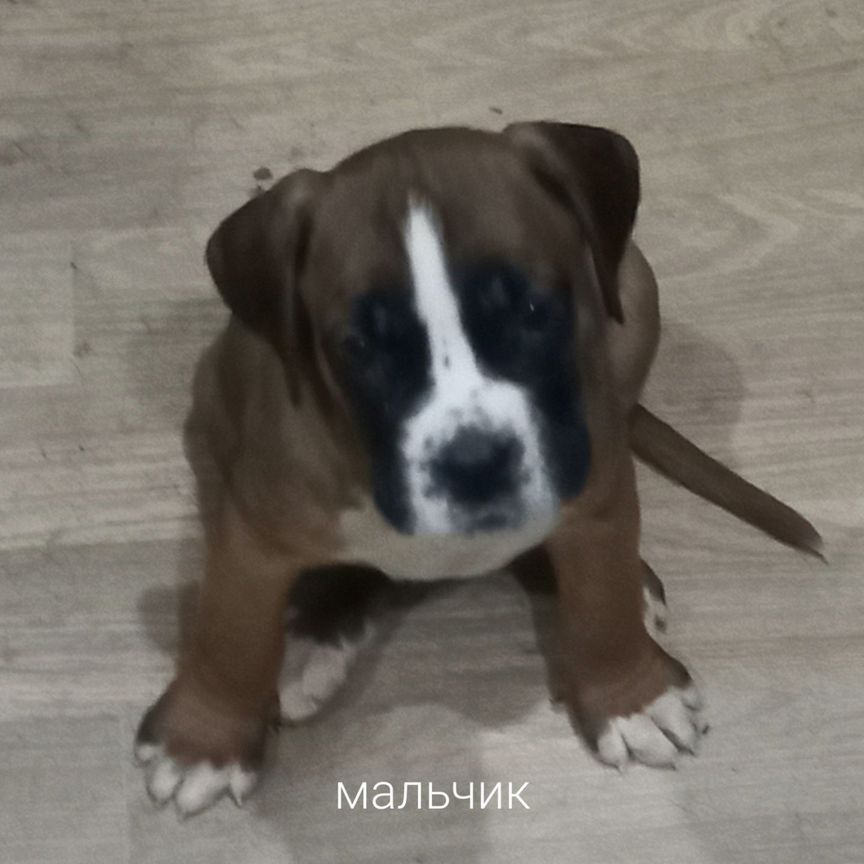 Щенки