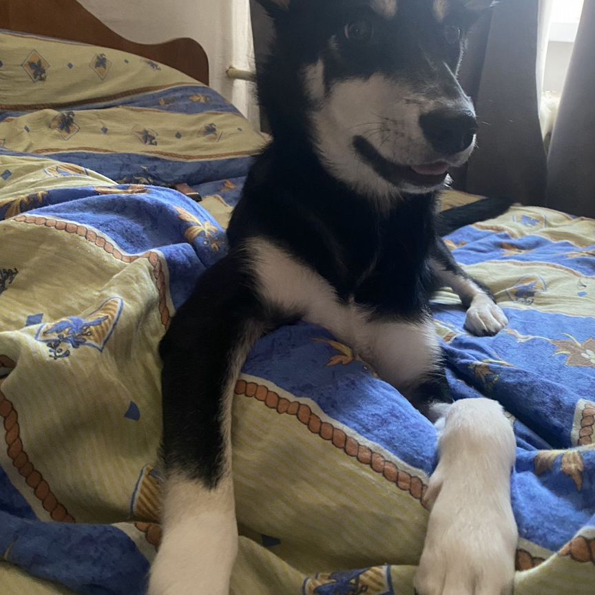 Сибирский хаски, щенок