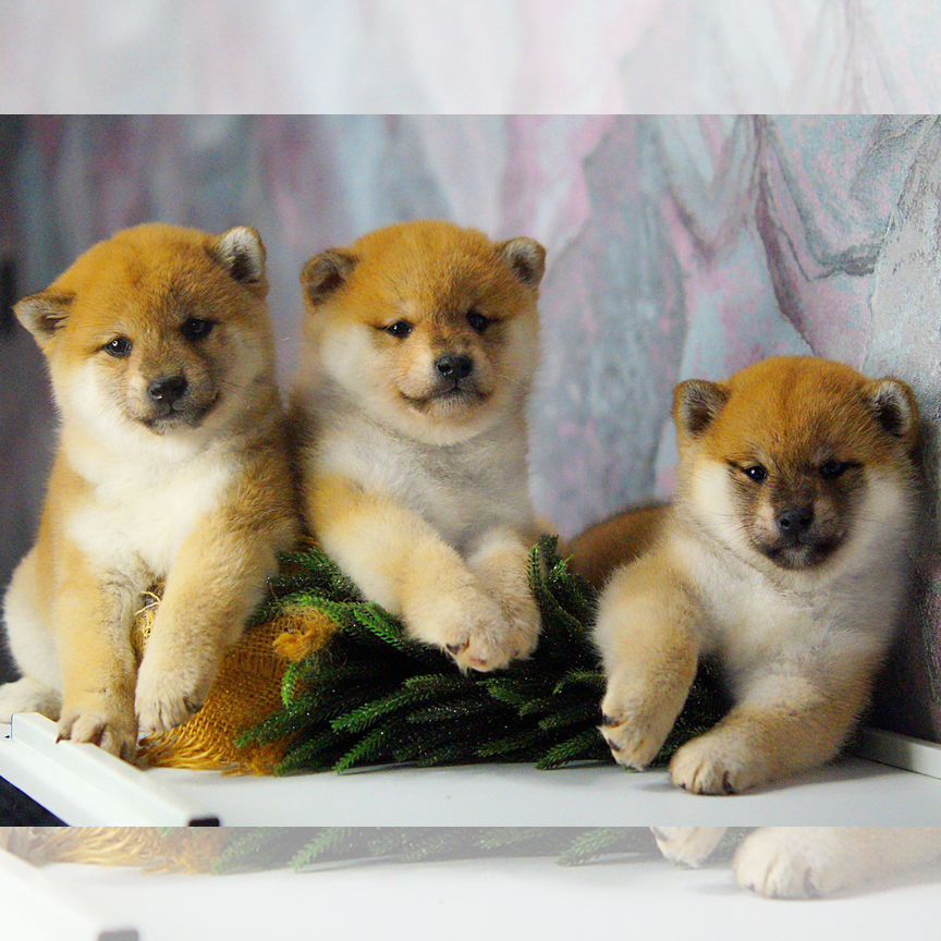 Сиба-ину, щенок