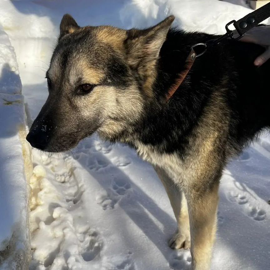 Взрослый пёс в добрые руки