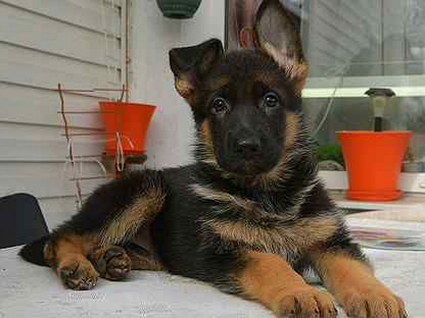 Щенки немецкой овчарки