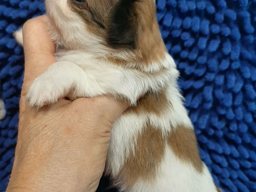 Японский хин