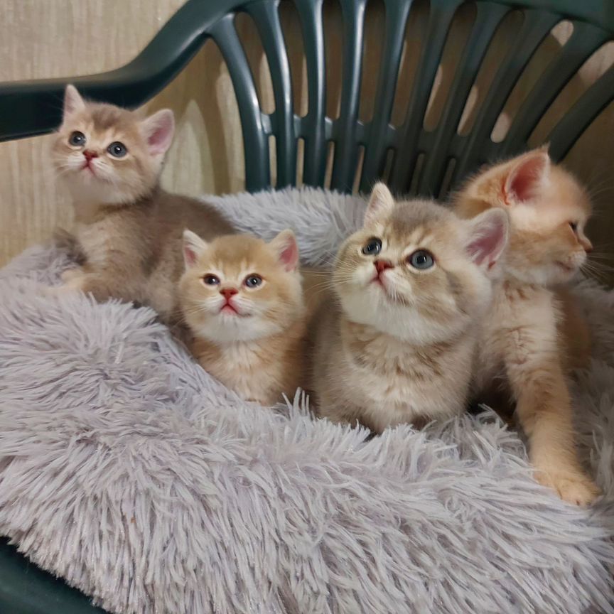 Британские клубные котята в любимцы