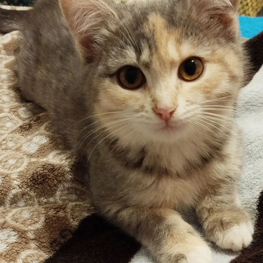 Котята 3 -4 мес