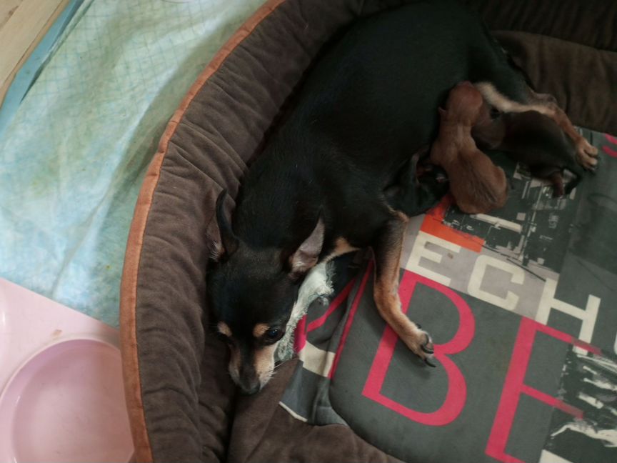 Мини той-терьер щенки