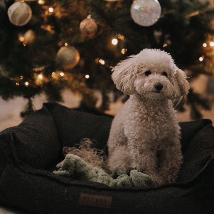 Лежанка для собаки