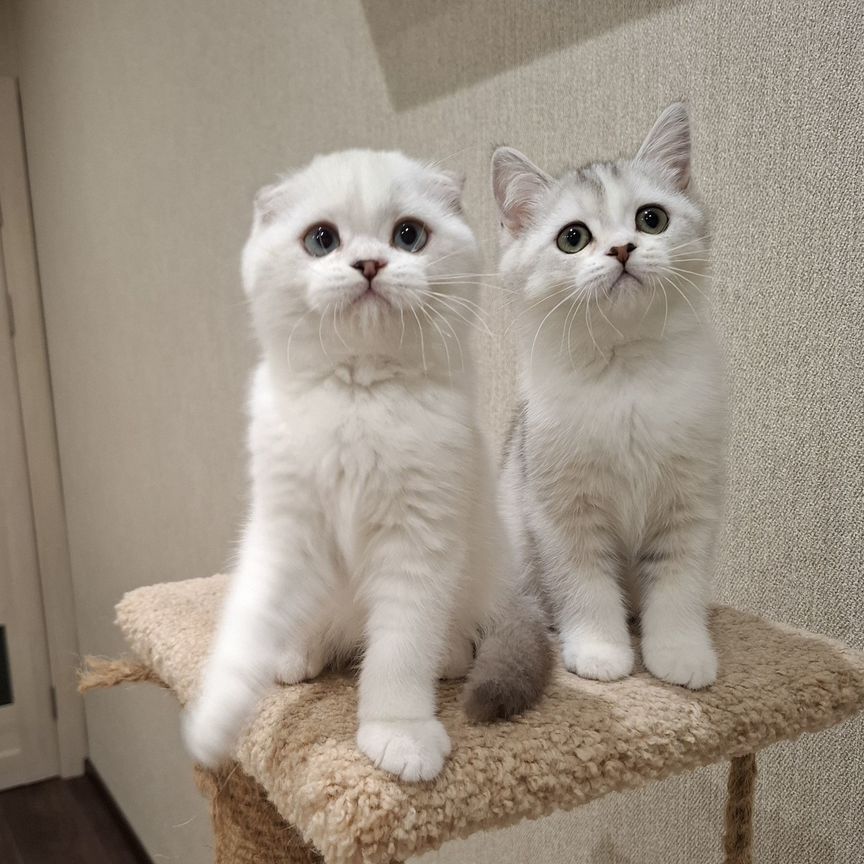 Шотландская девочка скоттиш- фолд