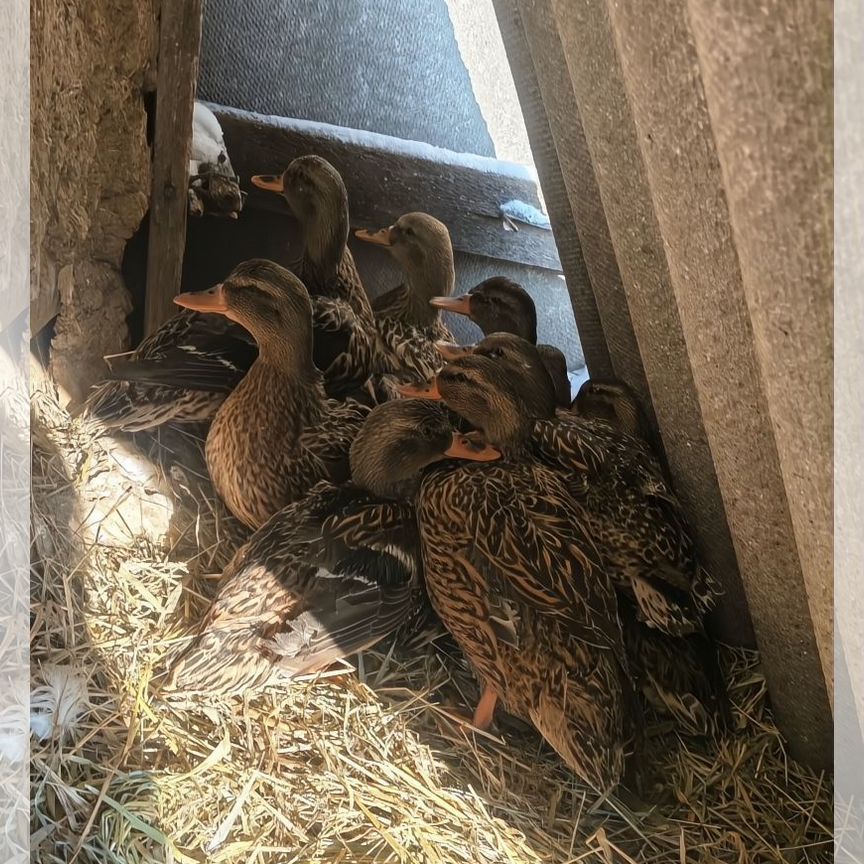 Подсадные утки для охоты