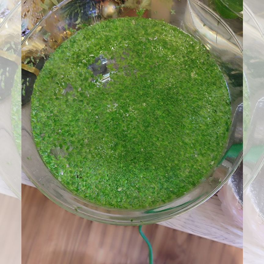 Ряска для аквариума