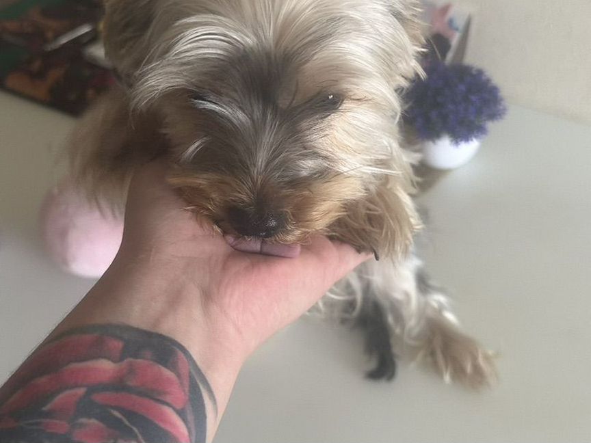 Йоркширский терьер