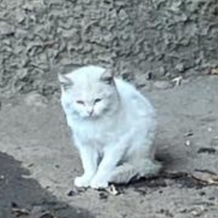 Кошки в добрые руки бесплатно