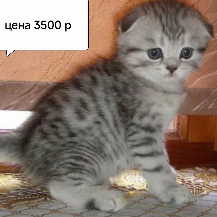 Шотландские вислоухие котята