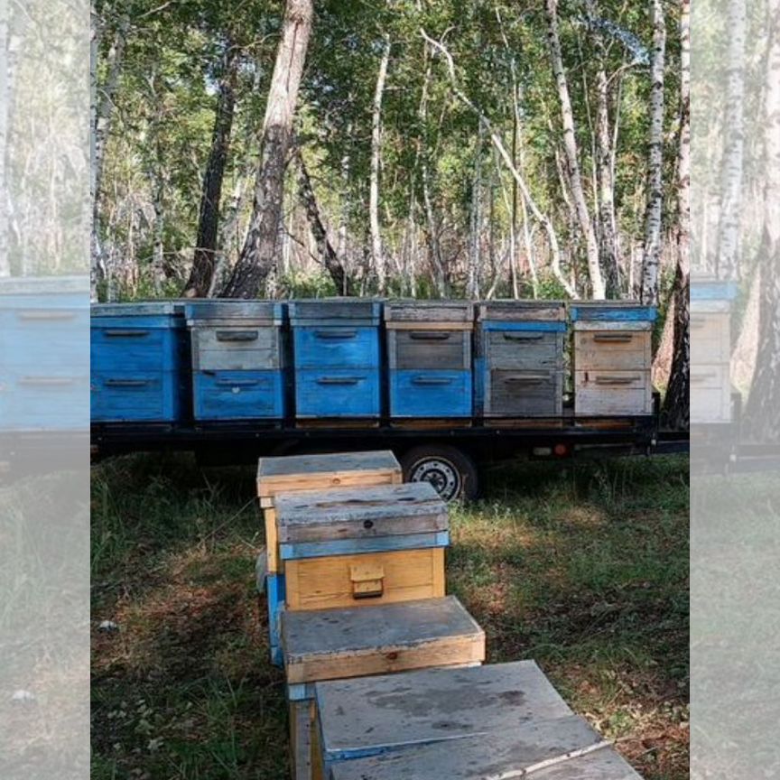 Ульи для пчел