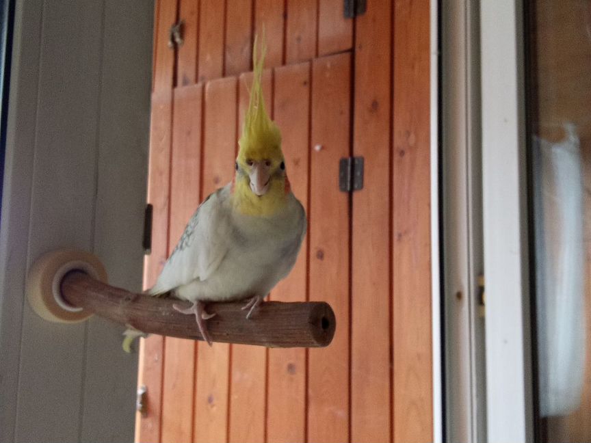 Попугай корелла с клеткой